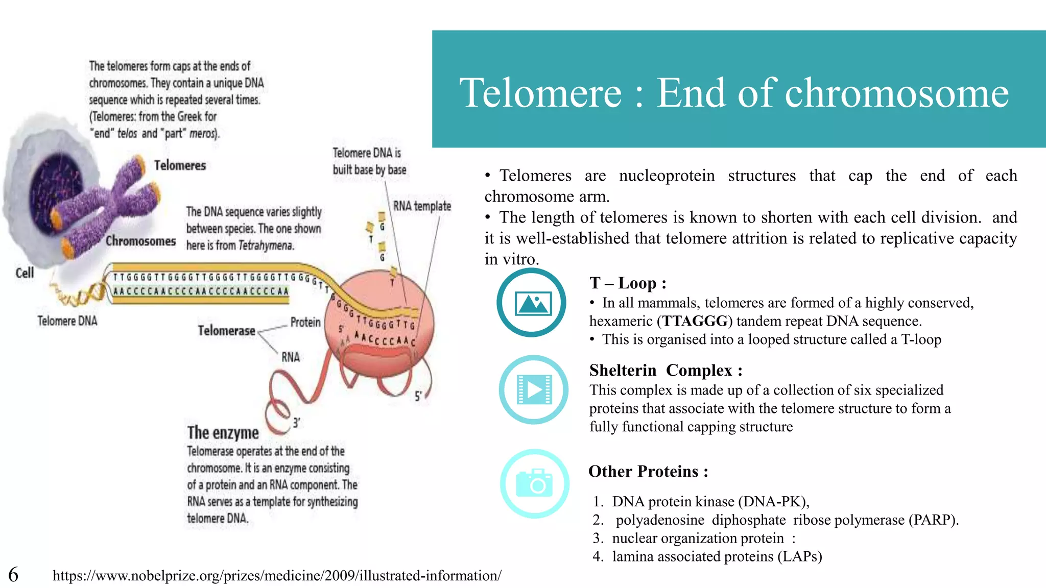 ROLE OF TELOMERE AND IN CELL AGEING | PPTX