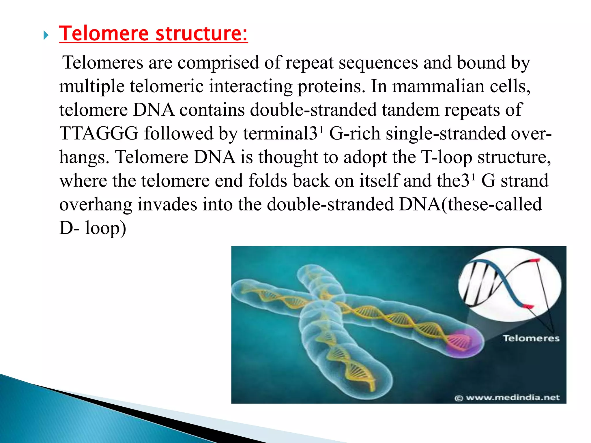 Life at the End of Chromosomes | PPTX