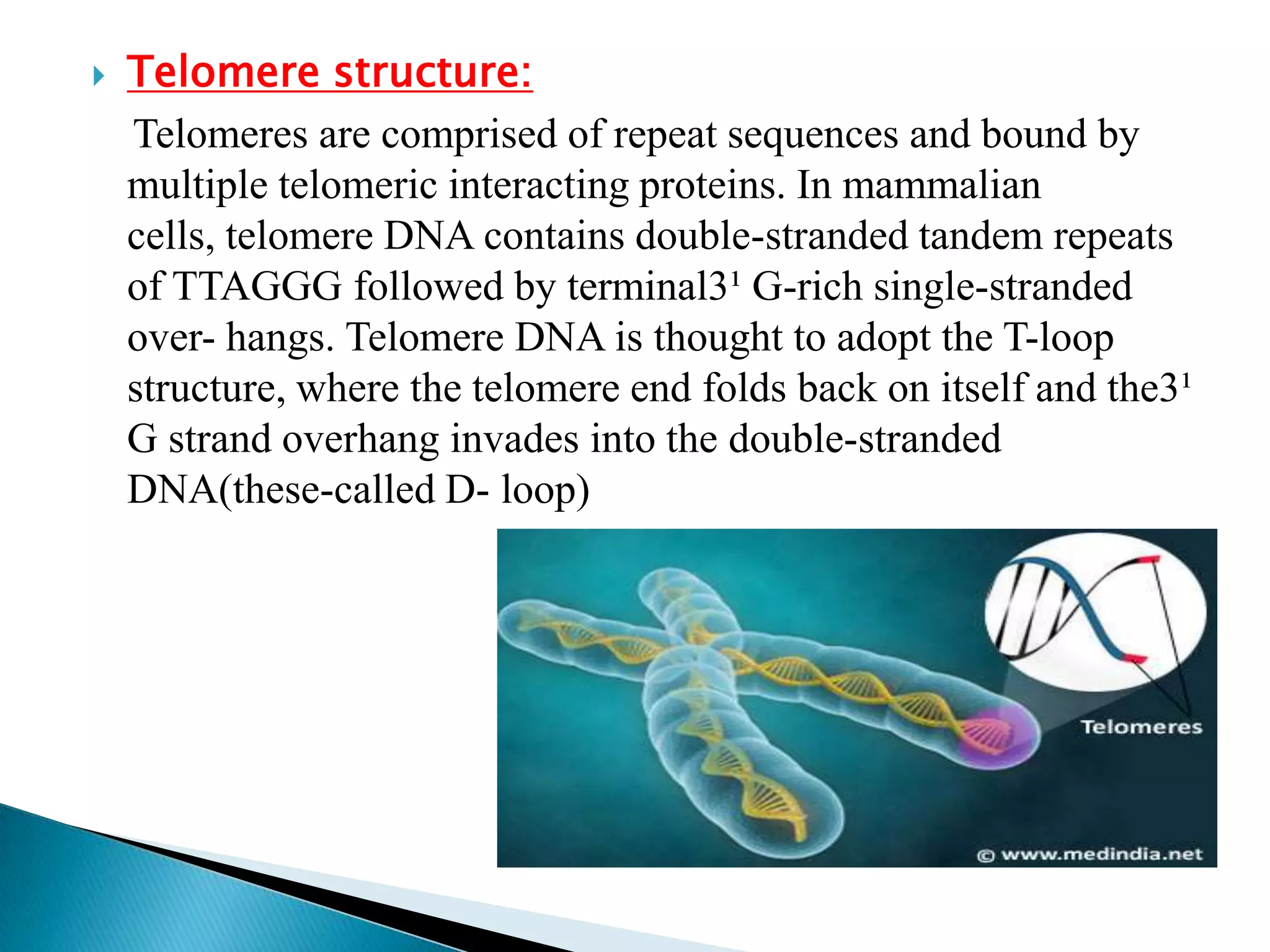 Telomere ppt | PPTX