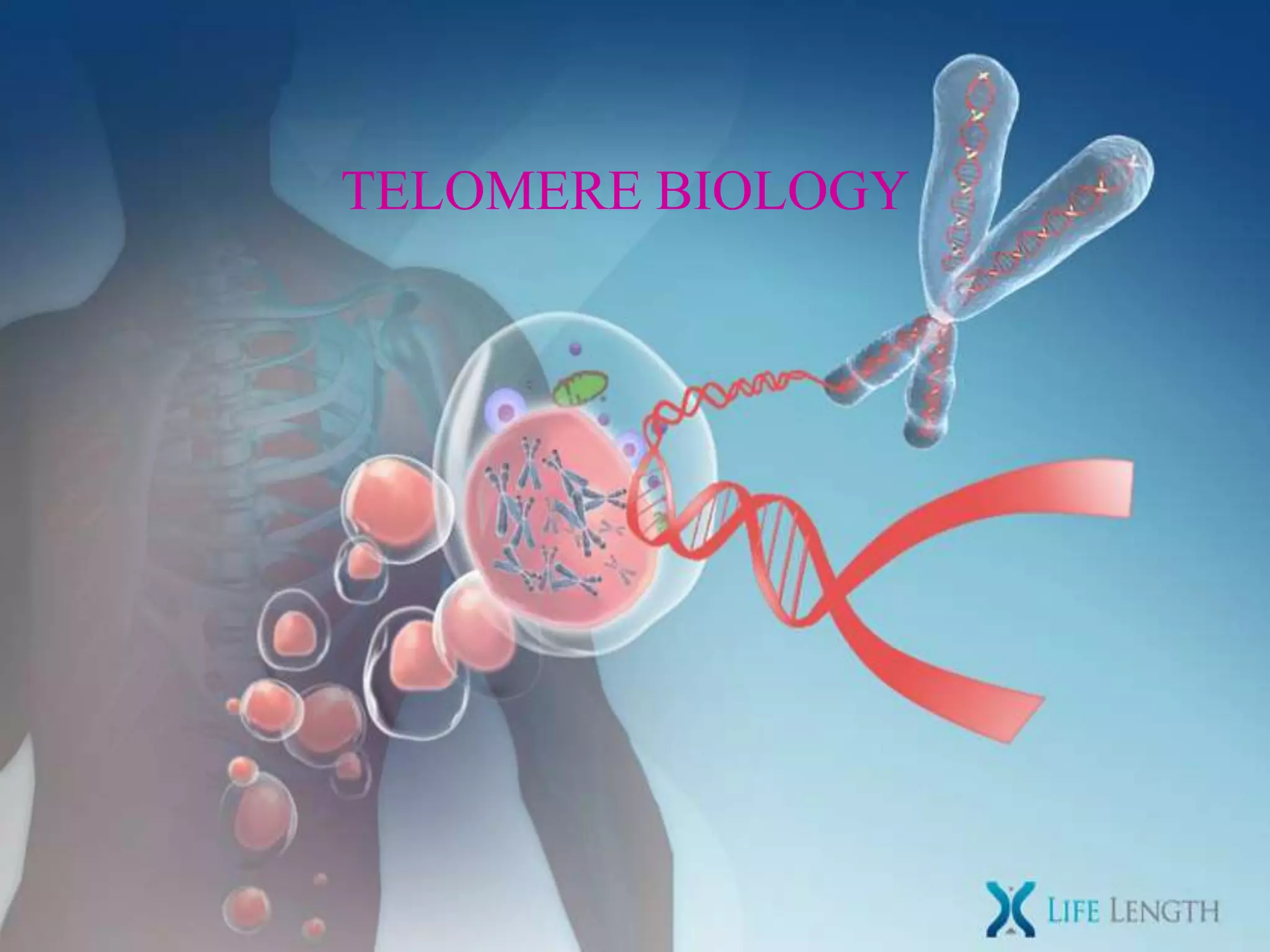Telomere ppt | PPTX
