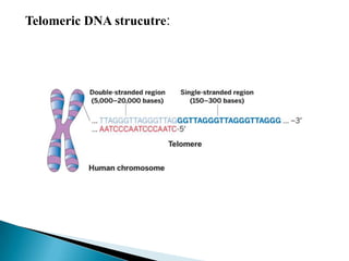 Telomere ppt | PPTX
