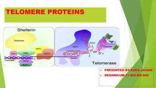 TELOMERE PROTIENS.pptx