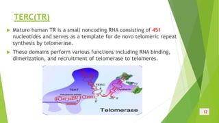 TELOMERE PROTIENS.pptx