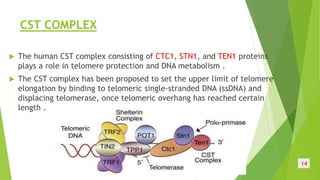 TELOMERE PROTIENS.pptx