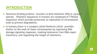TELOMERE PROTIENS.pptx