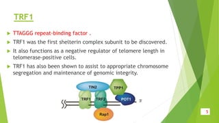 TELOMERE PROTIENS.pptx