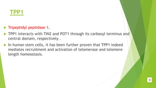 TELOMERE PROTIENS.pptx