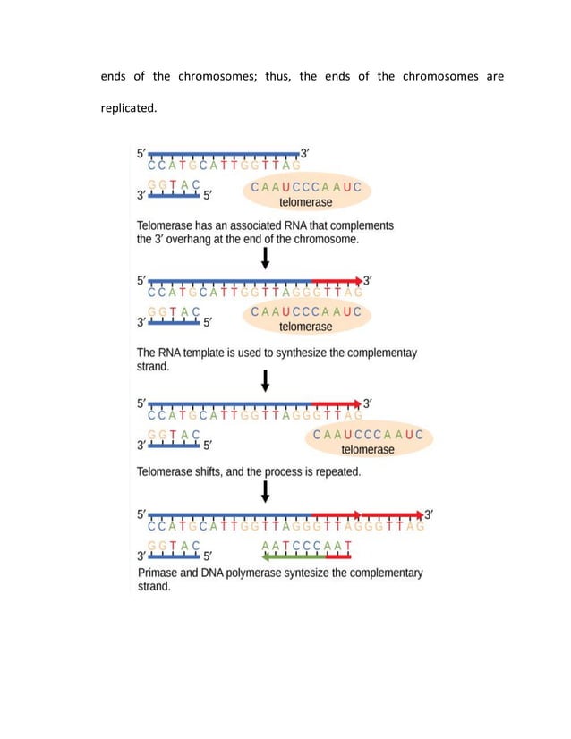 Telomere replication | PDF
