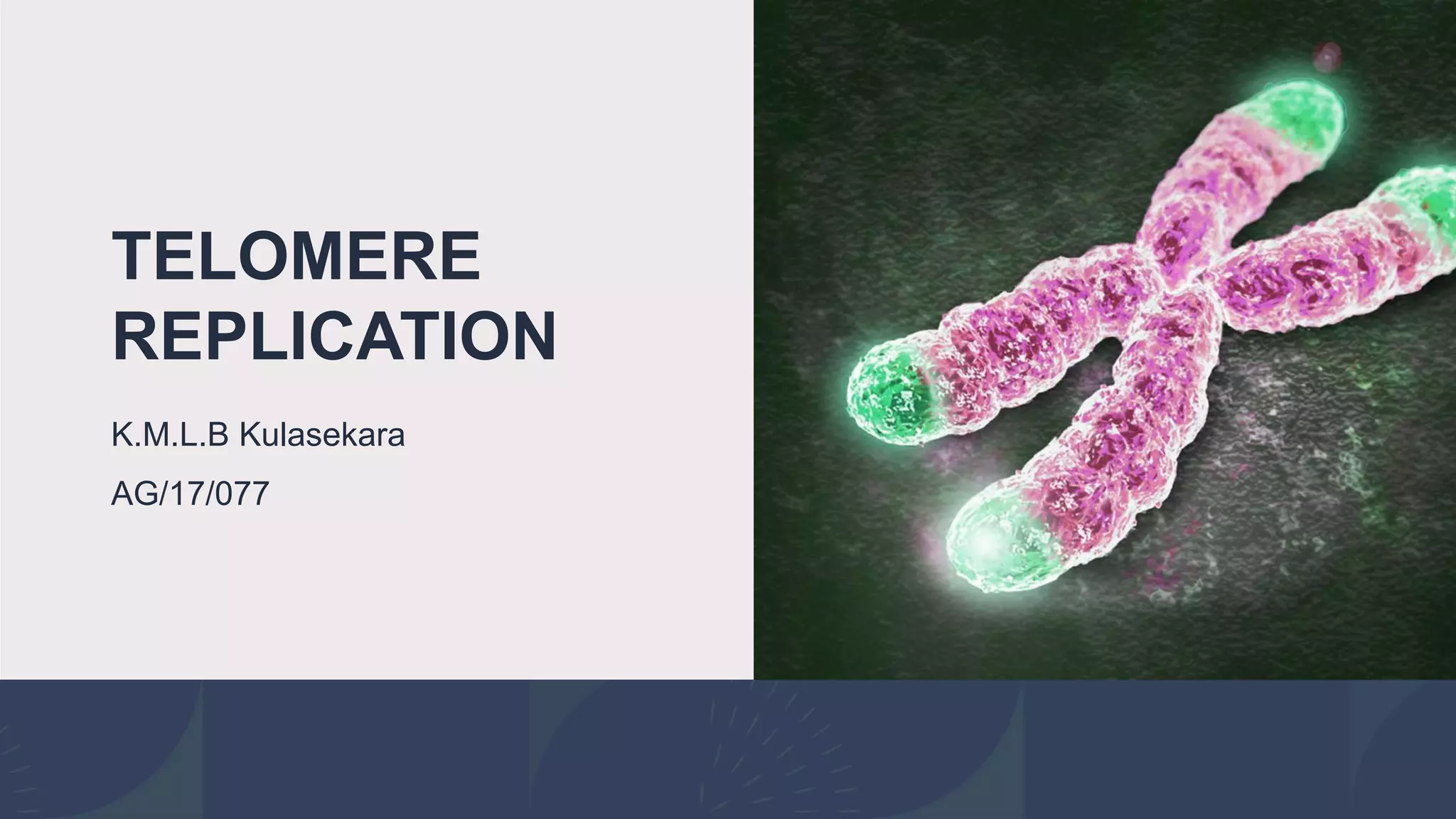 Telomere replication.pptx