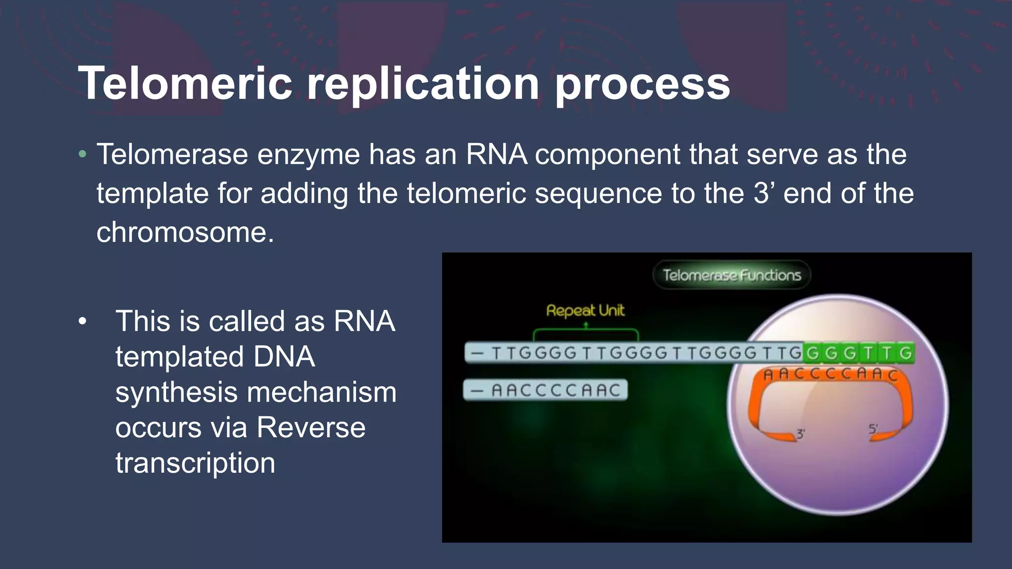 Telomere replication.pptx