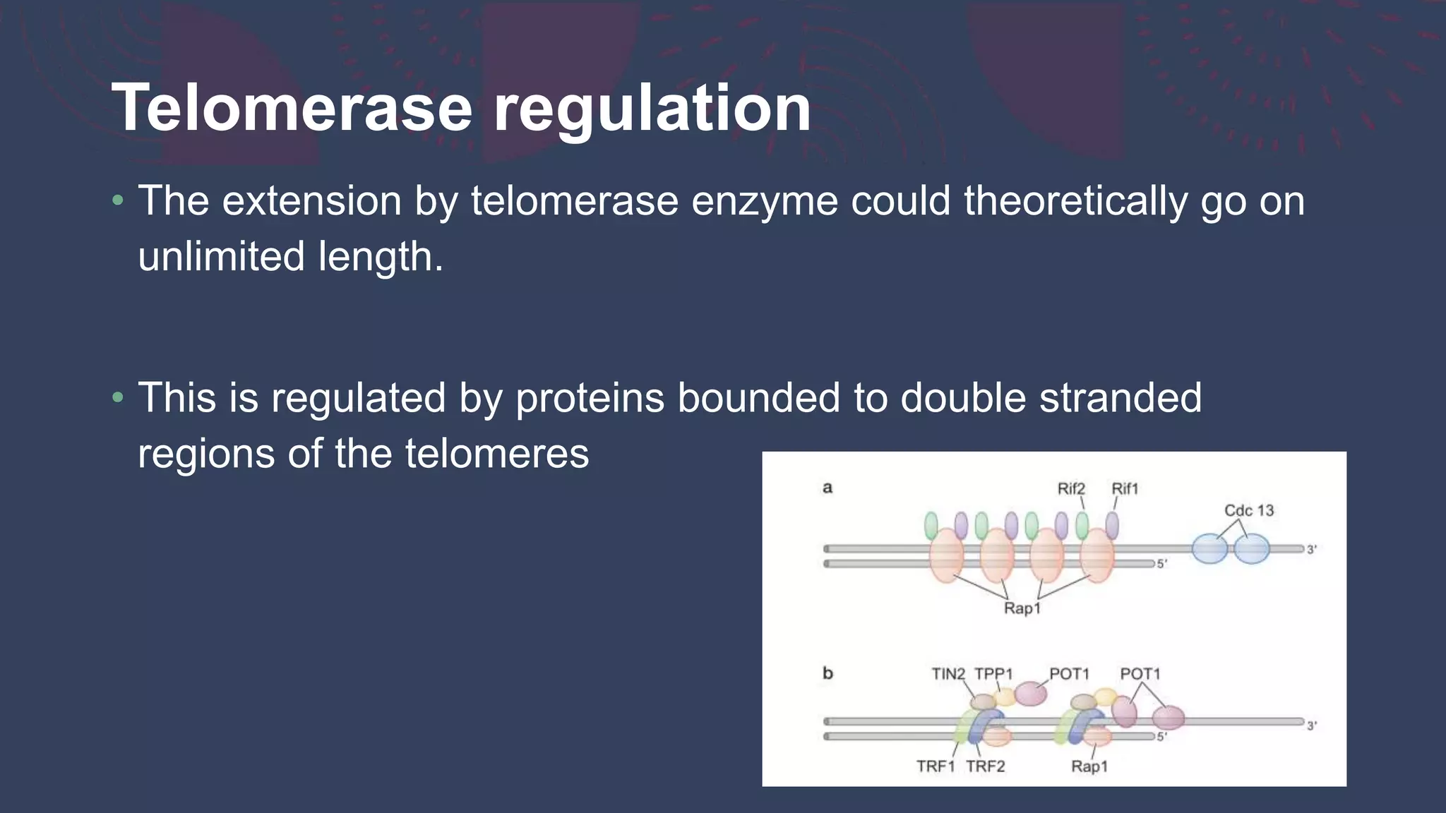 Telomere replication.pptx