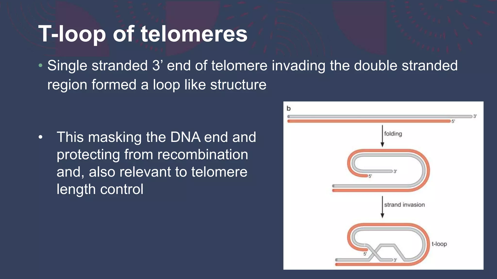 Telomere replication.pptx