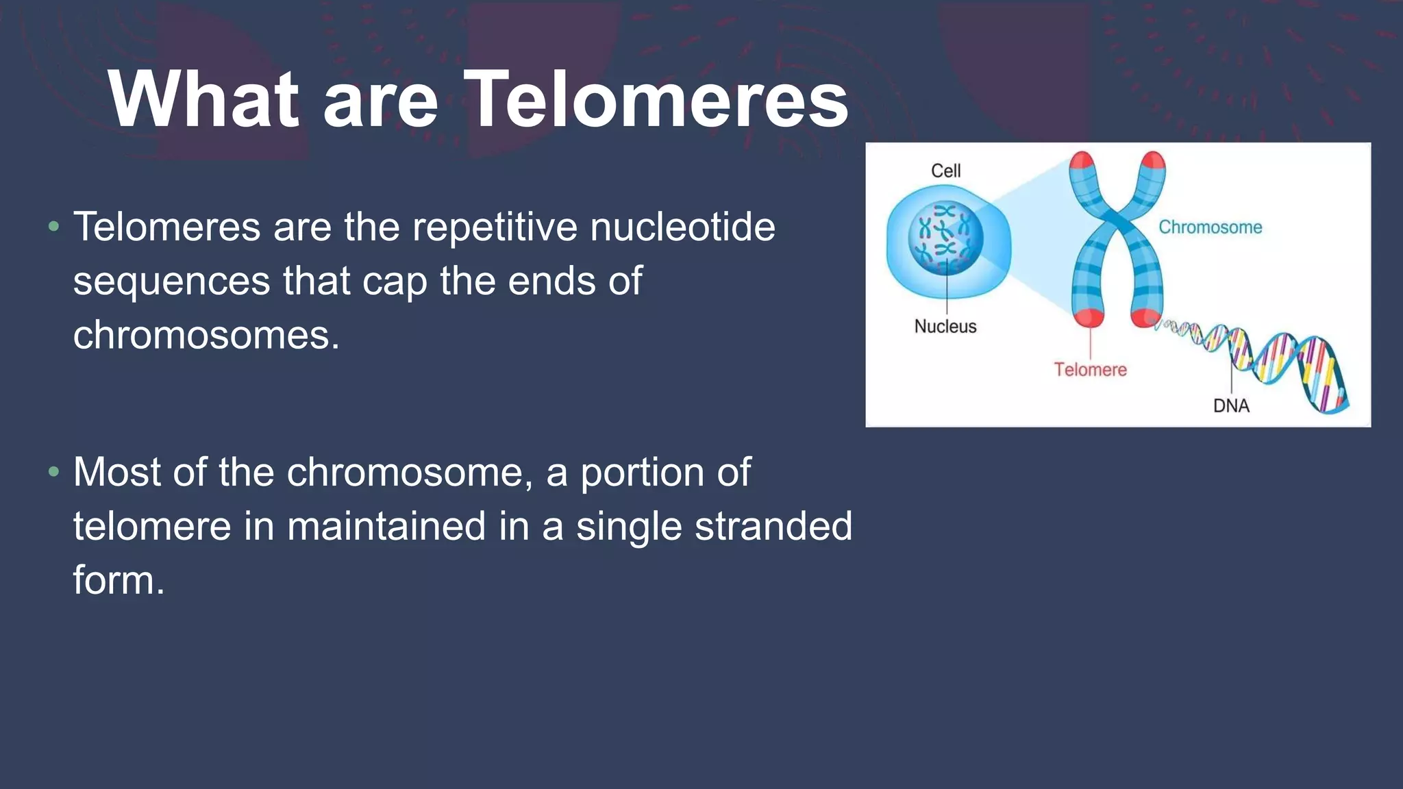 Telomere replication.pptx