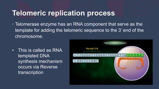 Telomere replication.pptx