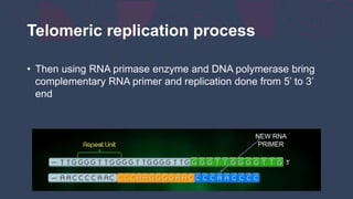 Telomere replication.pptx