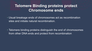 Telomere replication.pptx