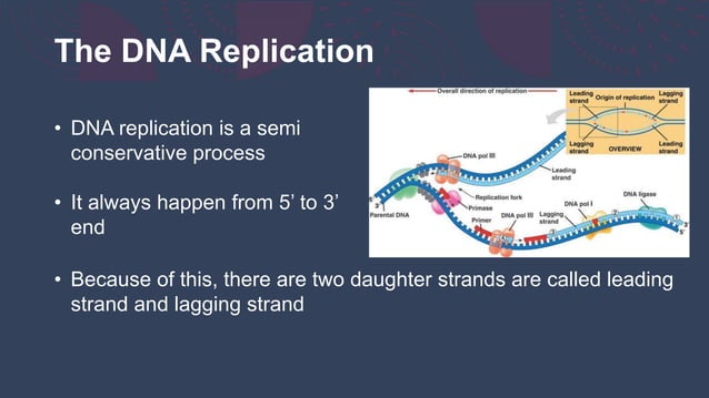 Telomere replication.pptx