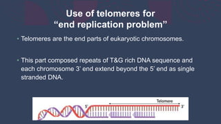 Telomere replication.pptx