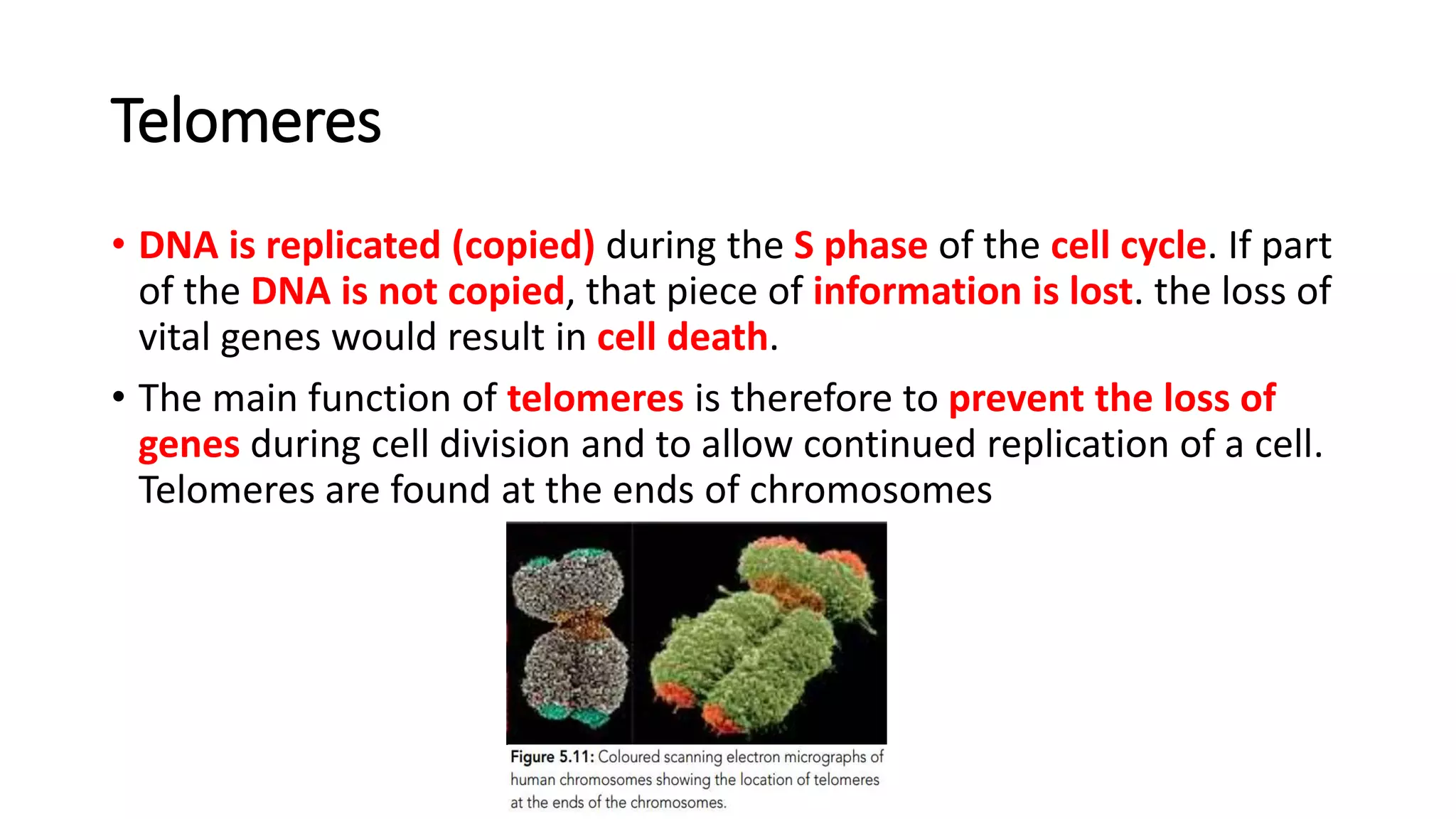 Telomeres.pptx | Biological Sciences | Science