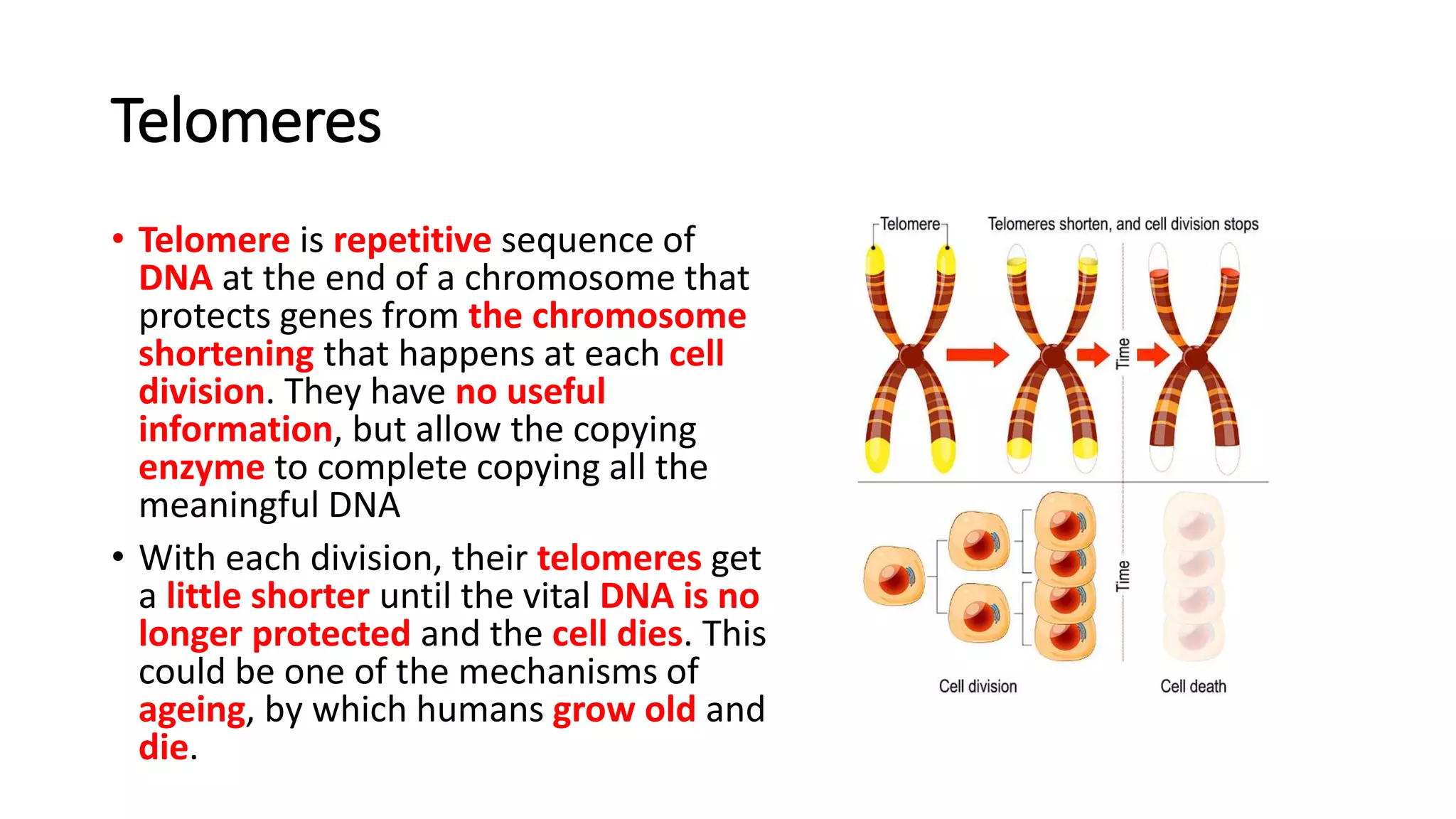Telomeres.pptx | Biological Sciences | Science