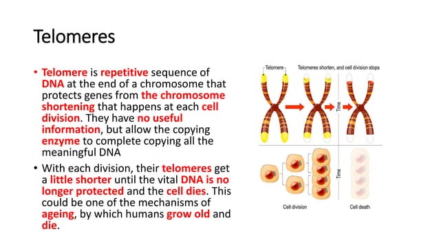 Telomeres.pptx