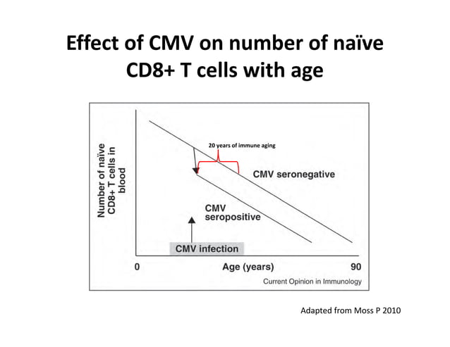 Telomeres, Telomerase, and TA-65 | PPT
