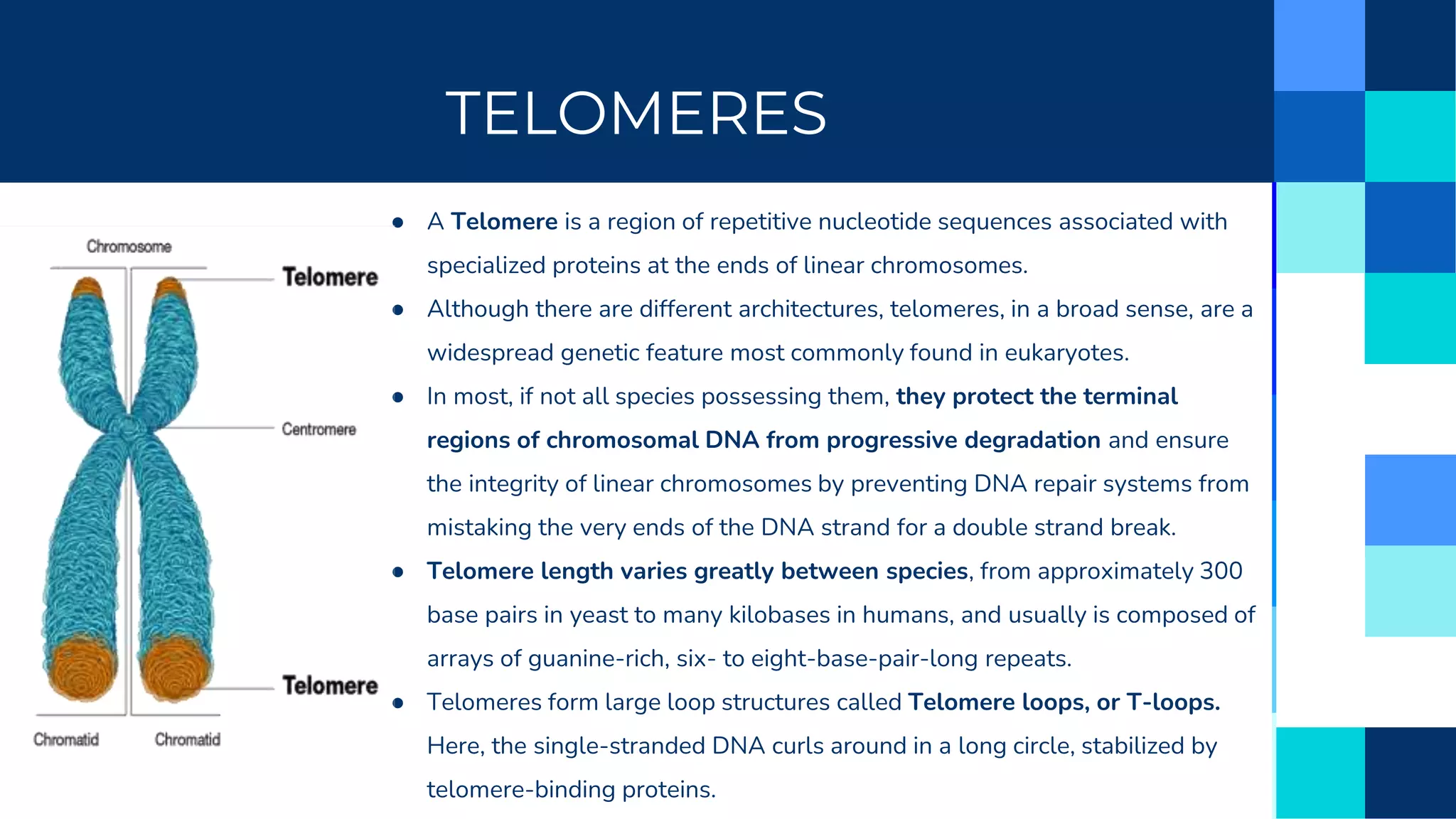 Telomeres and Telomerase | PPTX | Genetics | Science