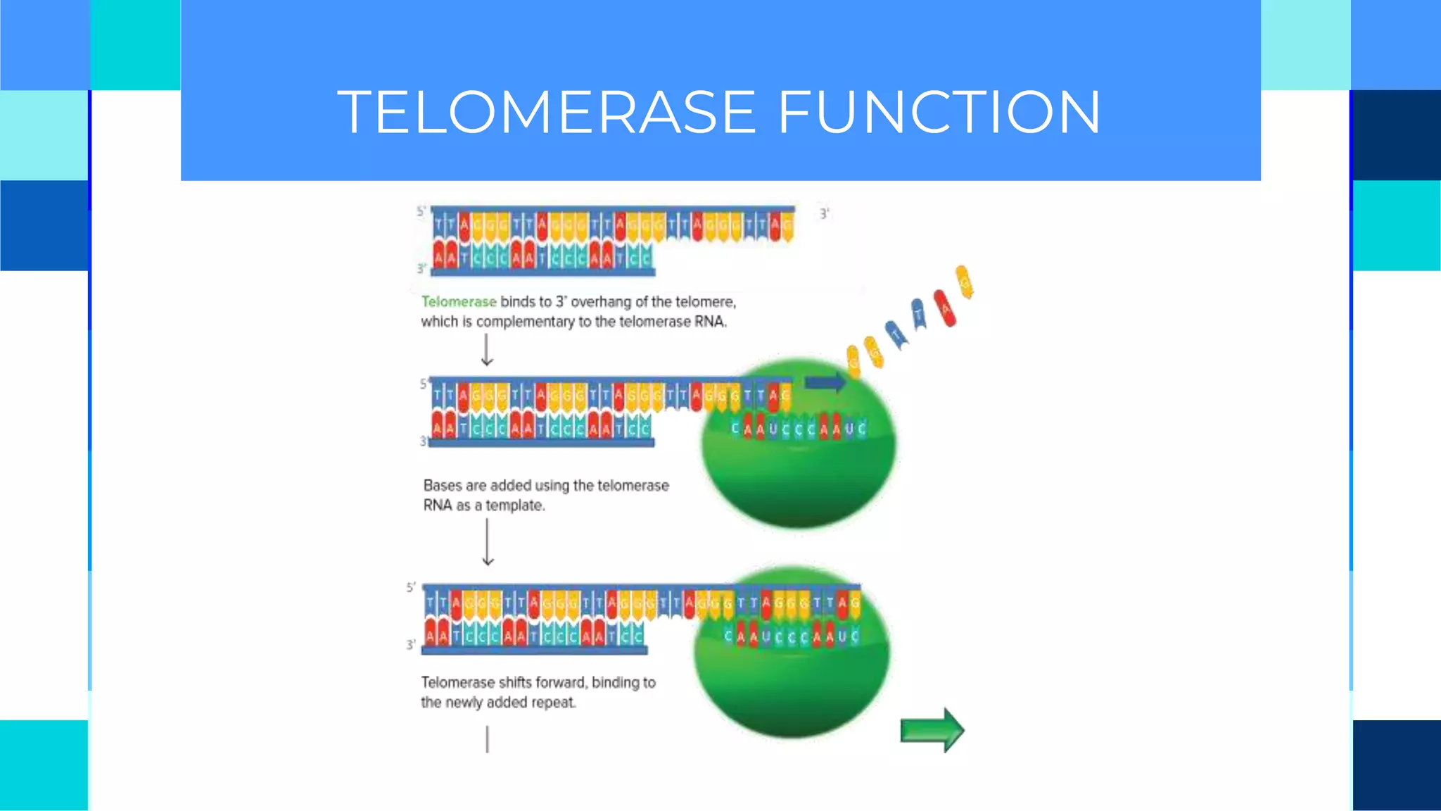 Telomeres and Telomerase | PPTX | Genetics | Science