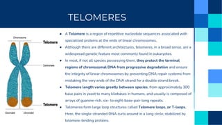 Telomeres and Telomerase | PPTX | Genetics | Science