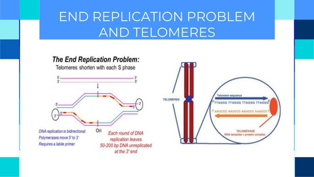 Telomeres and Telomerase | PPTX | Genetics | Science