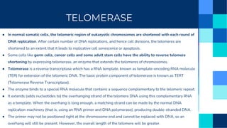 Telomeres and Telomerase | PPTX | Genetics | Science