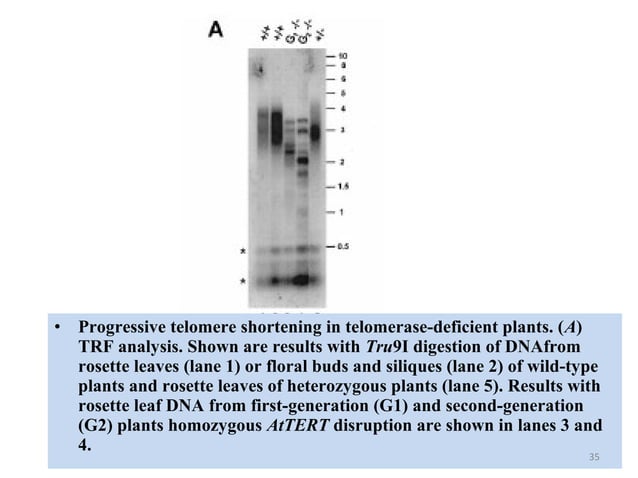 Telomere structure stability, function in plant breeding | PPT