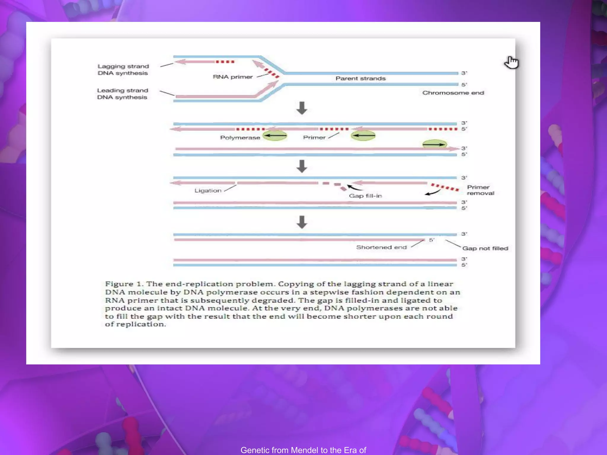 Telomere Telomerase1.pdf
