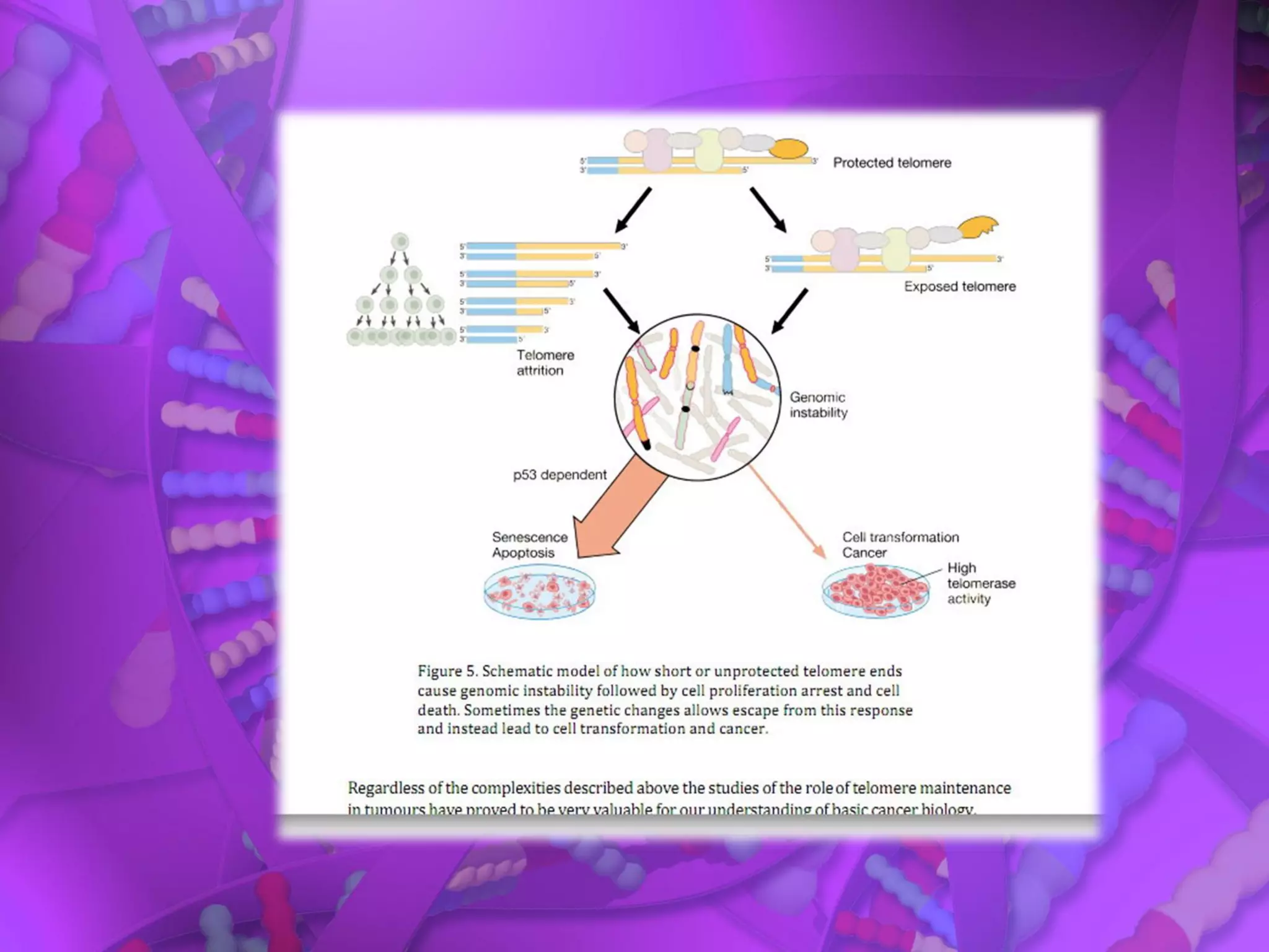 Telomere Telomerase1.pdf