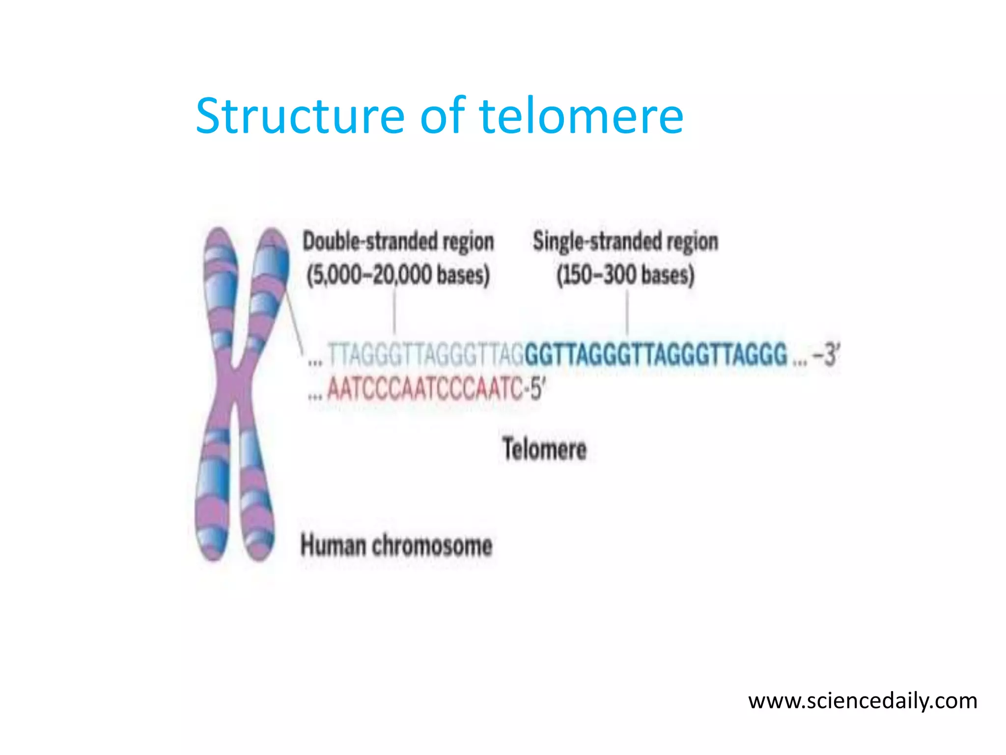 Telomere telomerase and aging | PPTX