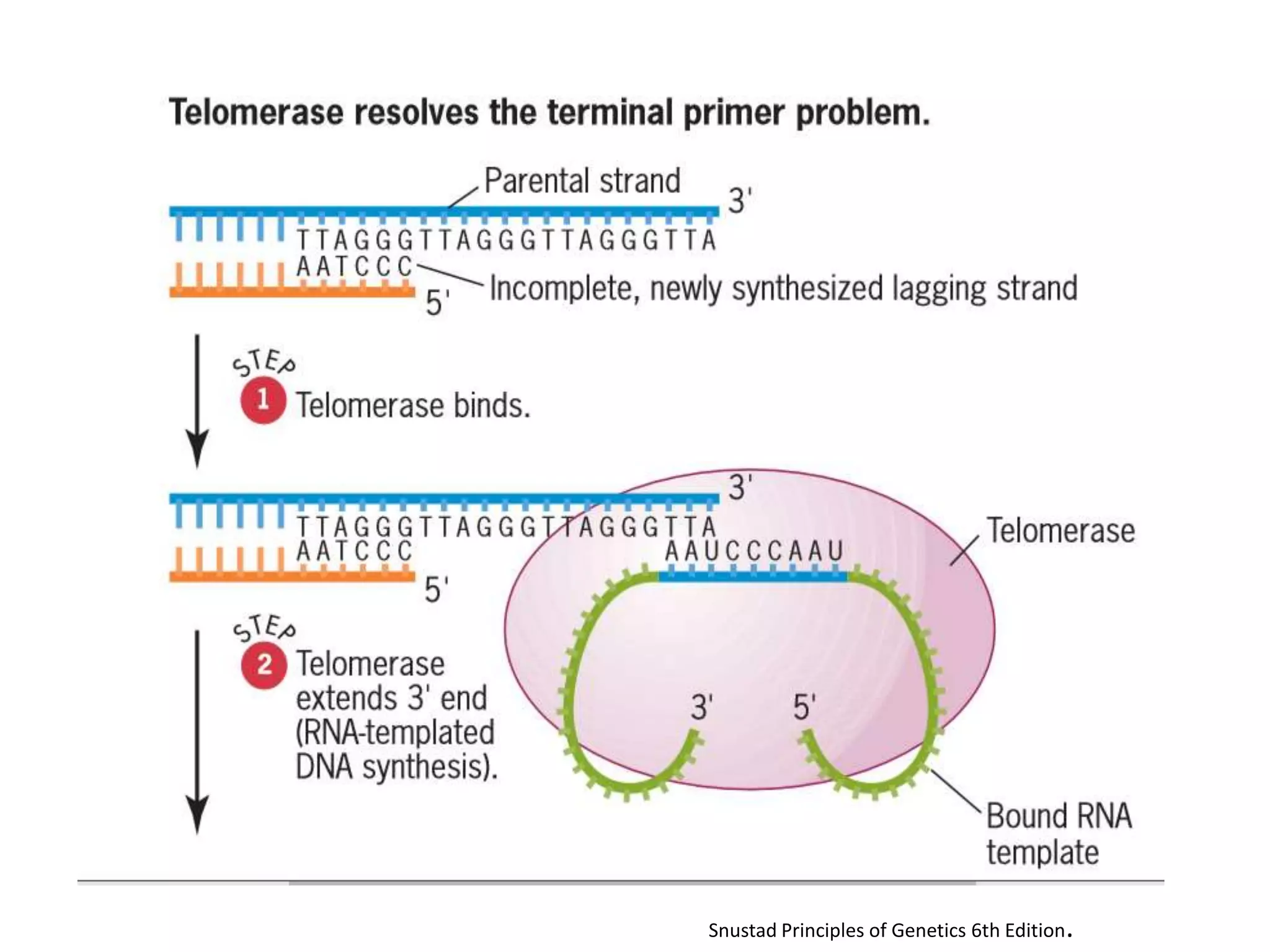 Telomere telomerase and aging | PPTX