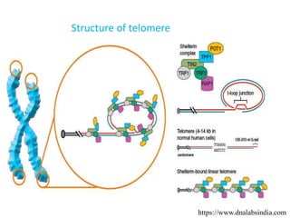 Telomere telomerase and aging | PPTX