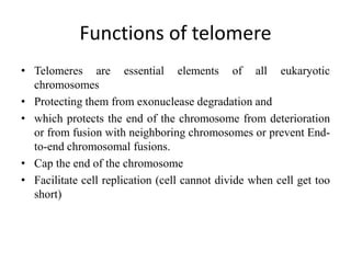 Telomere telomerase and aging | PPTX