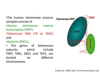 Telomere telomerase and aging | PPTX