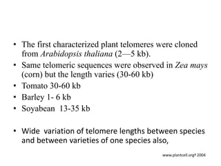 Telomere telomerase and aging | PPTX