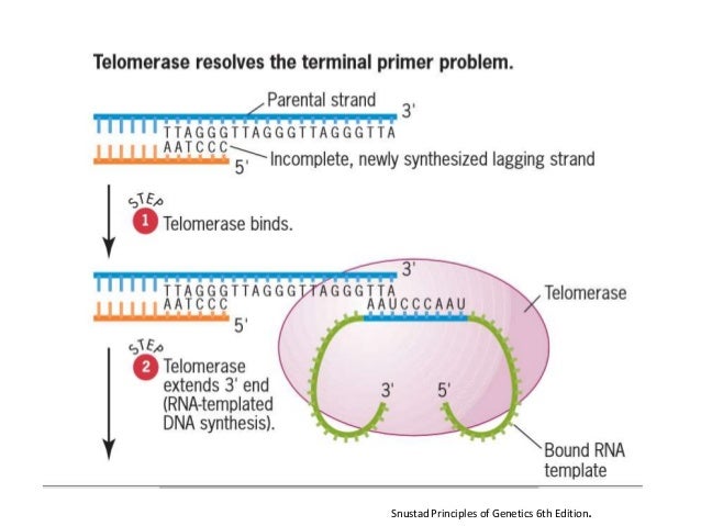 Telomerase Function