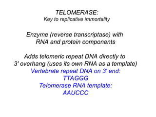 Eukaryotic Telomeric DNA replication.ppt