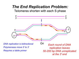 Eukaryotic Telomeric DNA replication.ppt