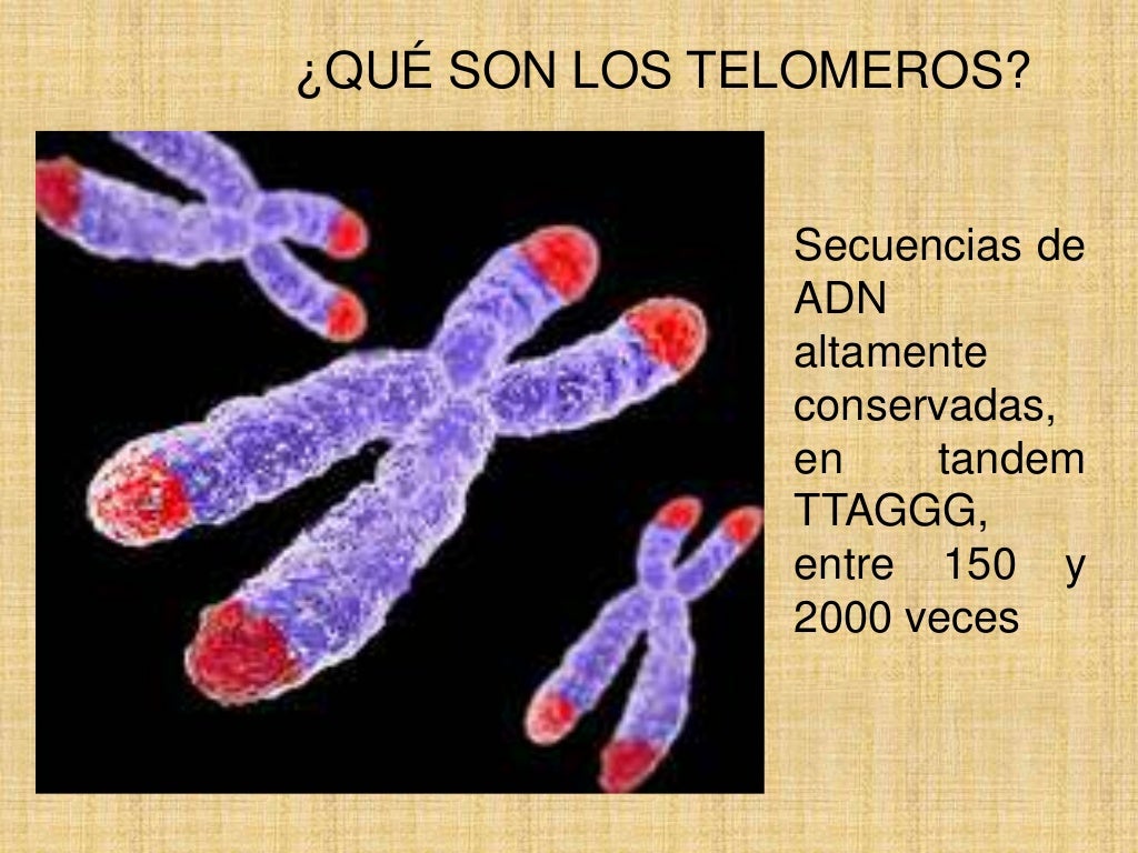 Telomeros y telomerasas en el envejecimiento