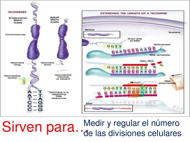 Telomerasa en el envejecimiento y cancer