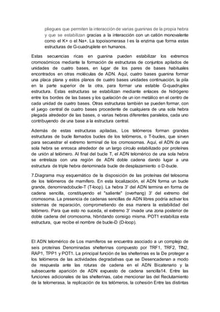 Telomero y telomerasa | DOCX