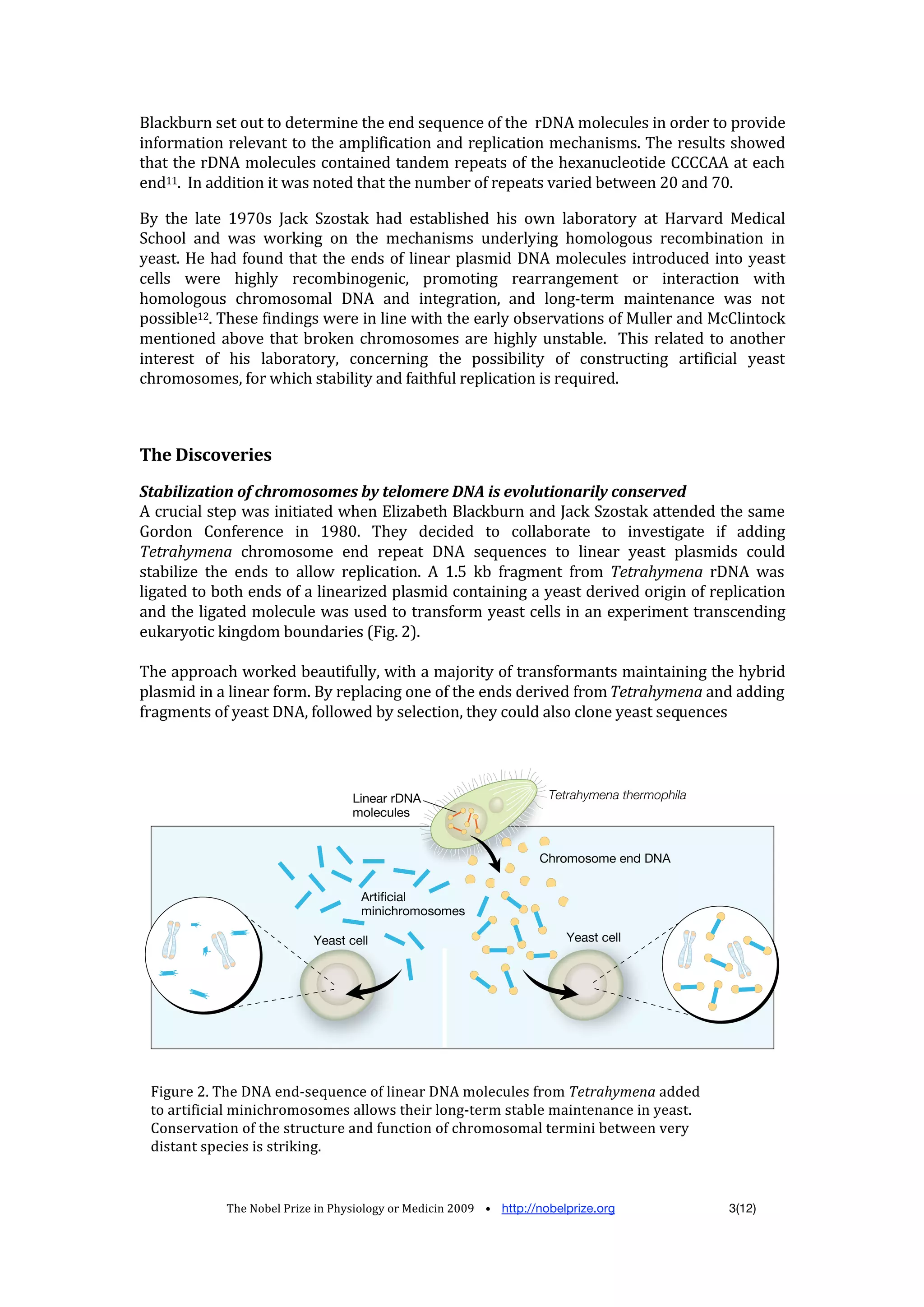 Maintenance of chromosomes by telomeres and the enzyme telomerase | PDF