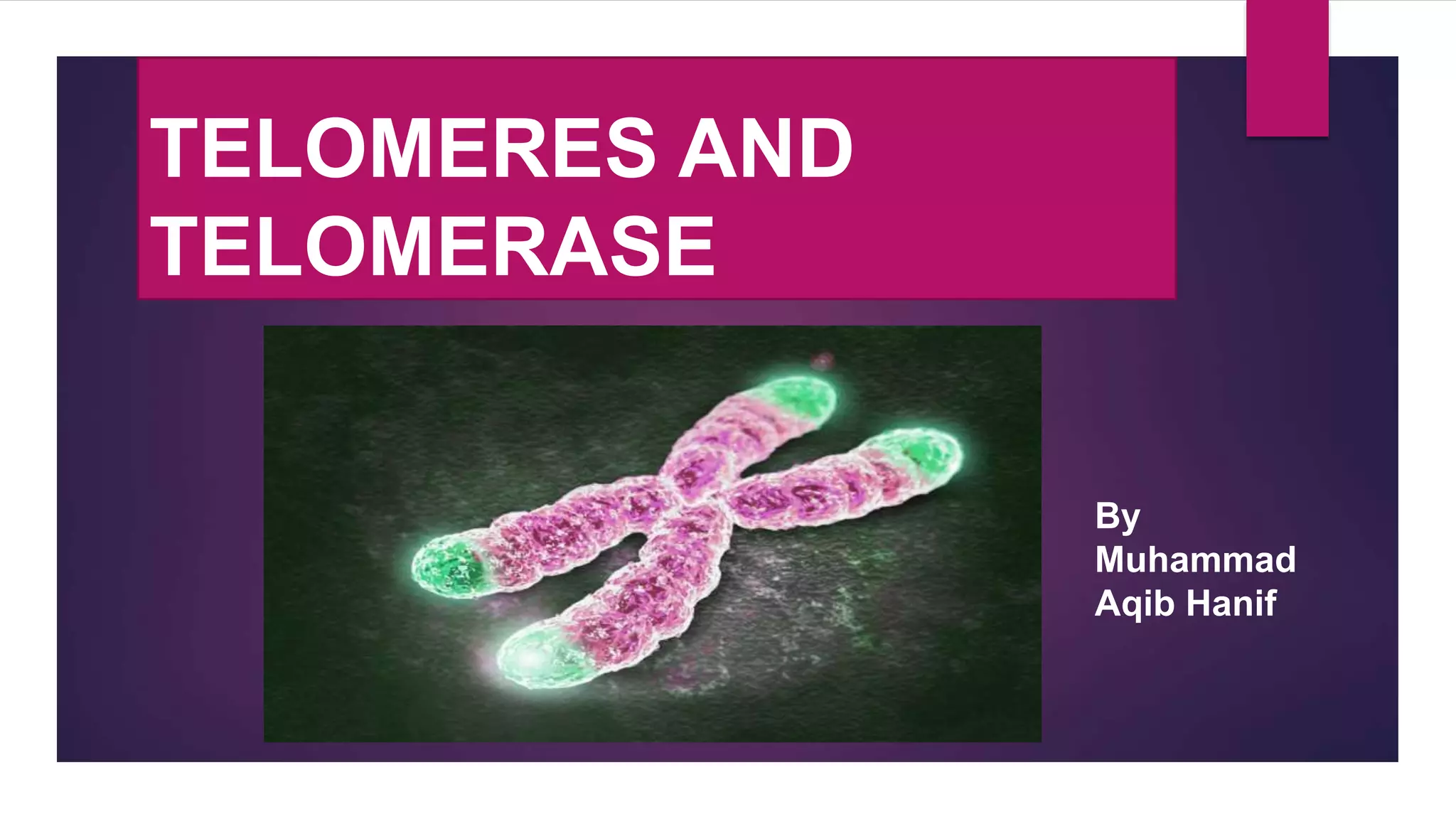Telomers and Telomerases | PPTX | Biological Sciences | Science