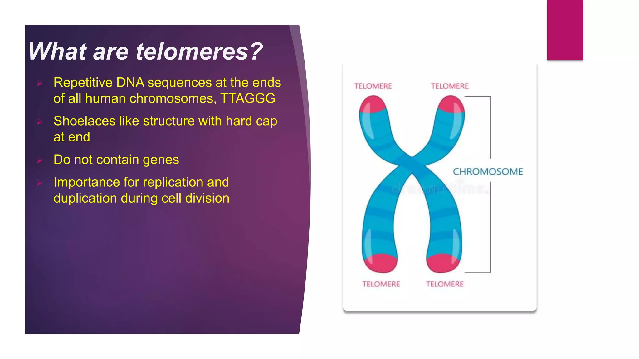 Telomers and Telomerases | PPTX | Biological Sciences | Science