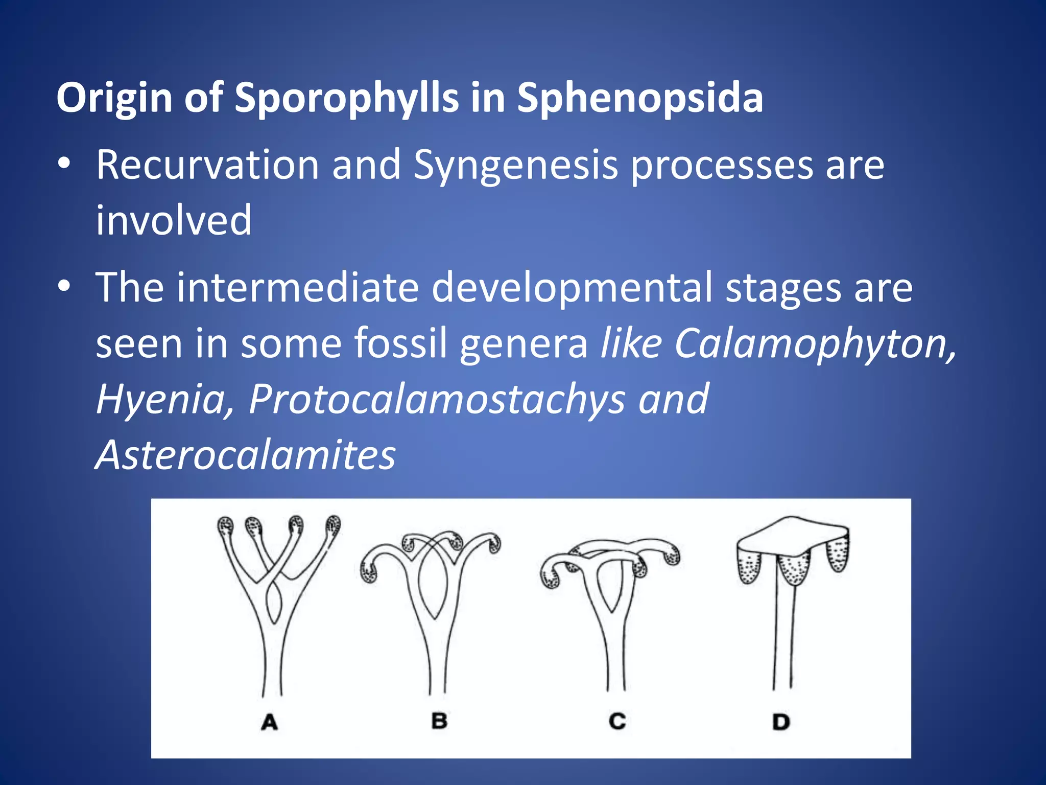 Telome Theory | PPTX